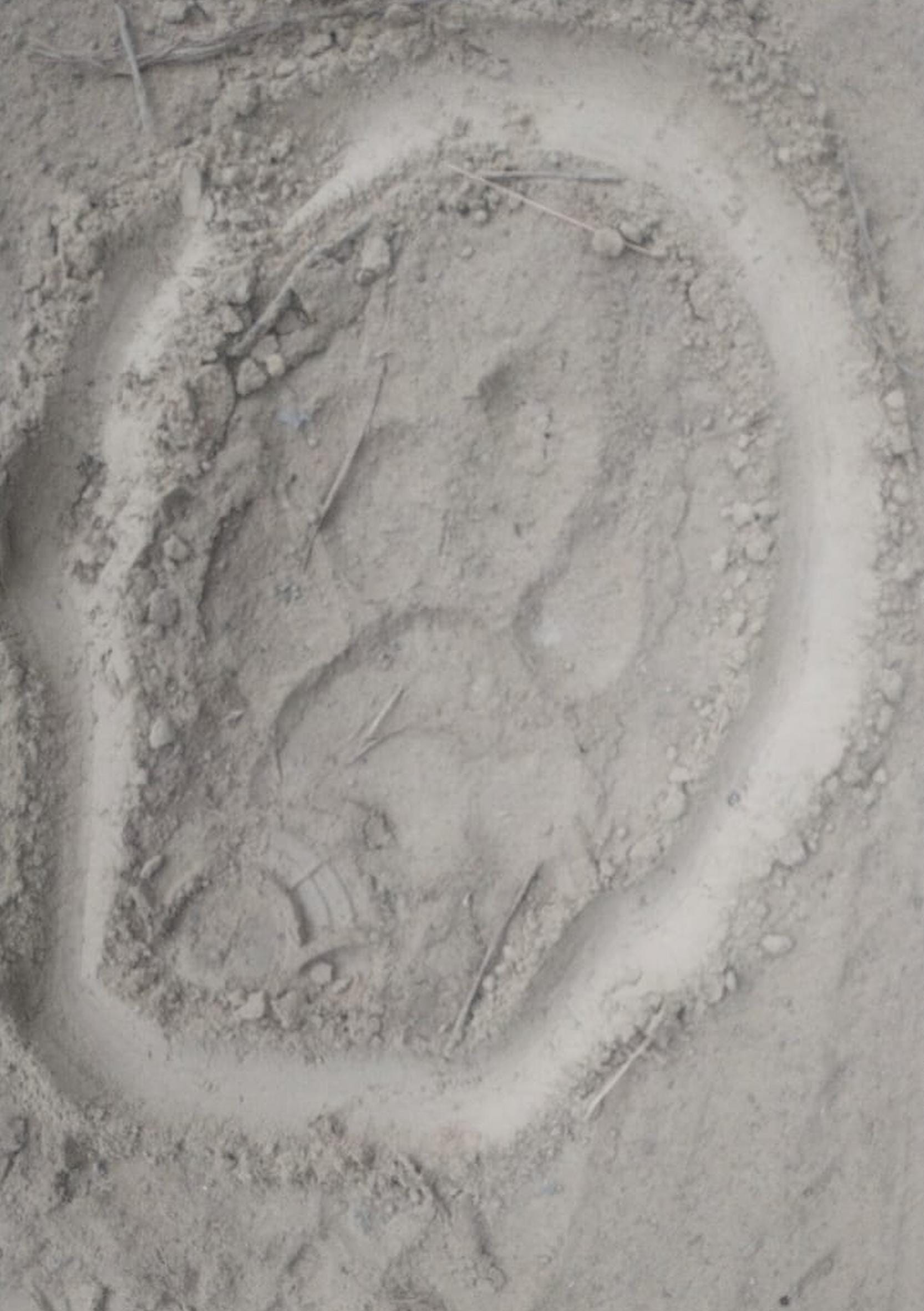 Panic Due To Movement Of Tiger, Forest Department Issued Alert ...