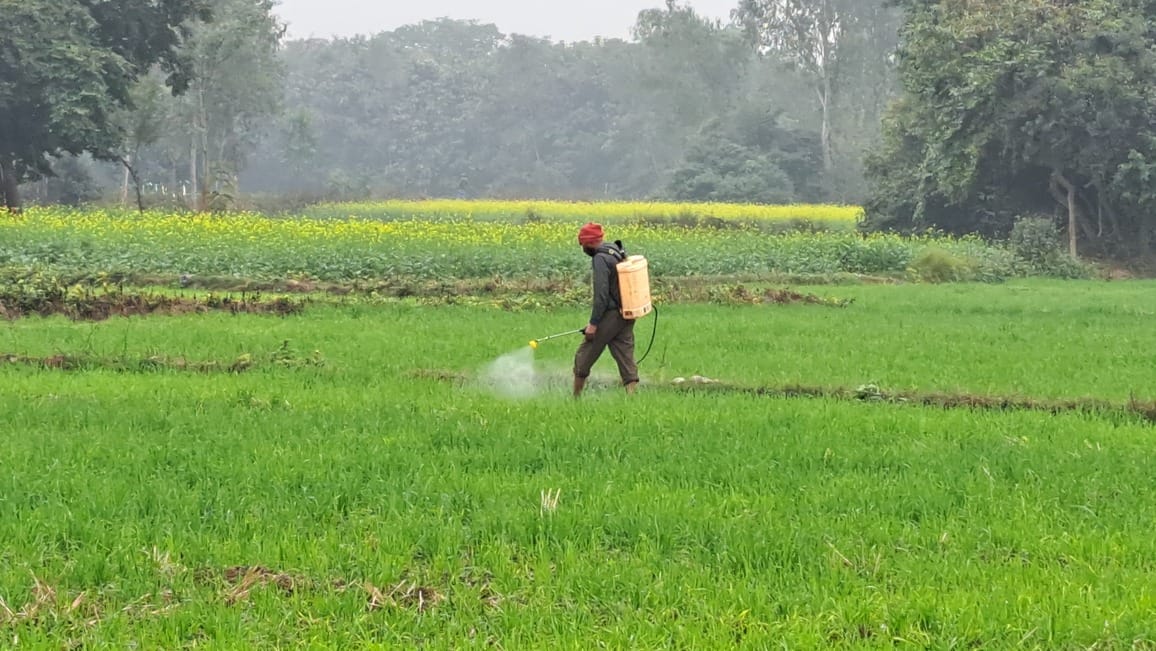 Climate Change:जलवायु संकट से फसलों पर बढ़ा कीट-घुन का हमला, जानें ...