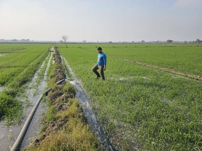 Spraying Urea Fertilizer Is Essential To Protect Wheat From The Cold ...