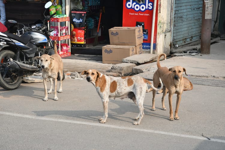 Telangana:रंगारेड्डी में आवारा कुत्तों को मारने के आरोप में सरपंच और ...