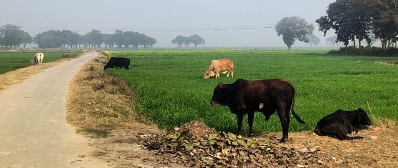 Farmers Upset By Loose Animals, Losses Suffered By Crops ...