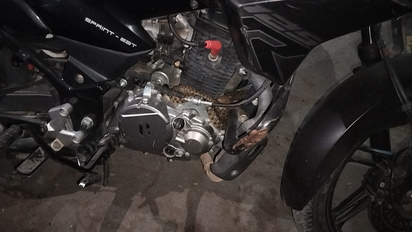 The Young Man Was Shocked To See A Snake On His Bike. - Etah News - Etah News:बाइक पर सांप को ...