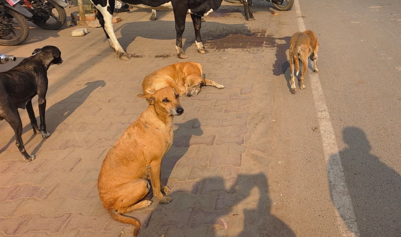 Stray Dogs Are Becoming Violent After Eating Raw And Rotten Meat ...