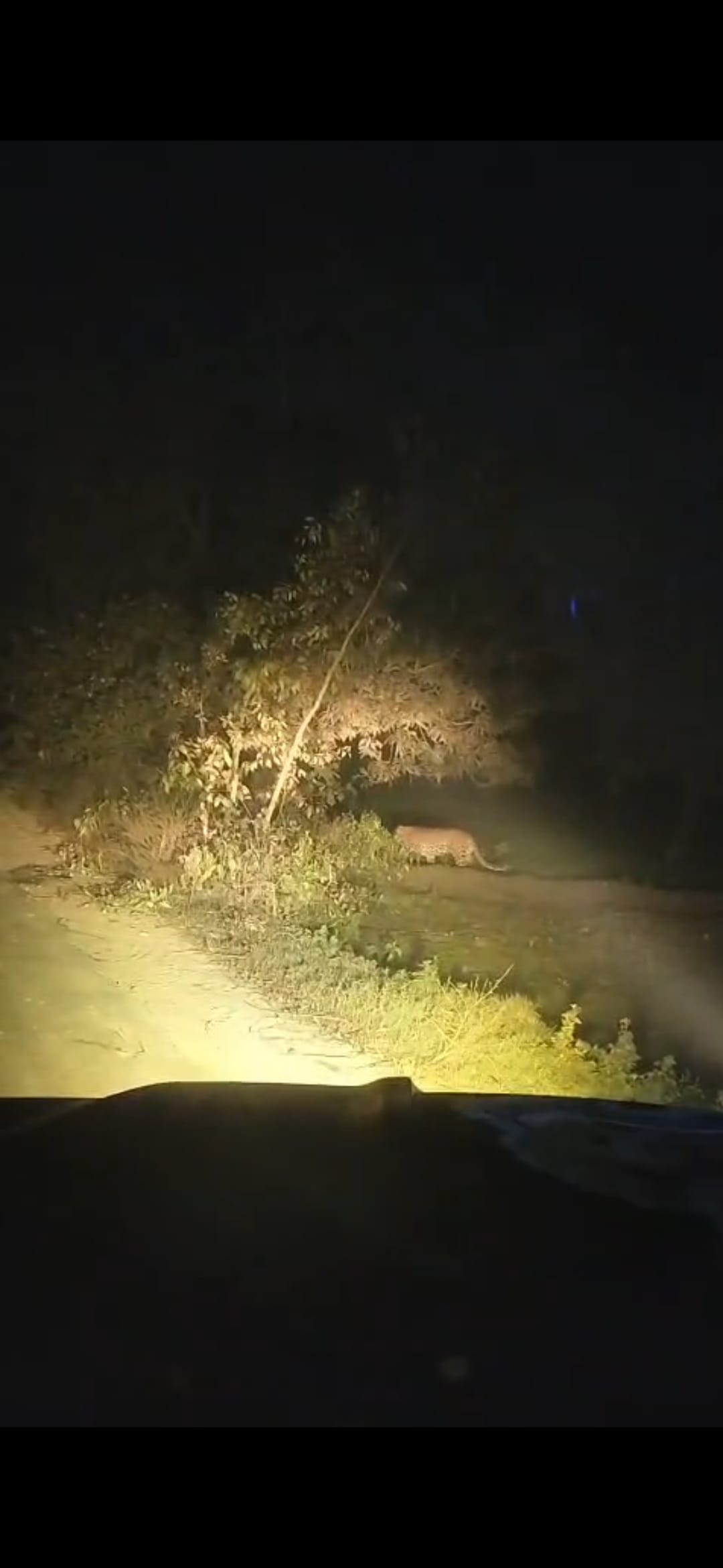 Leopard Comes In Front Of Police Jeep, Video Goes Viral - Meerut News ...