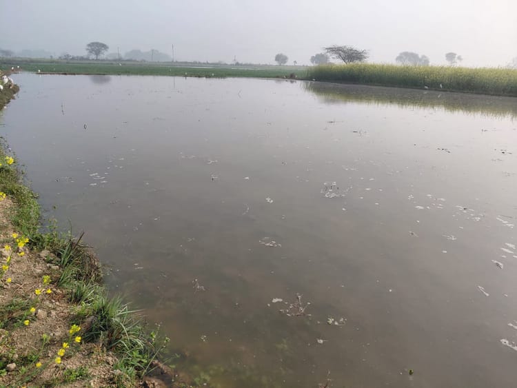 The Hiraganj Canal Has Broken, And The Wheat Crop Is Submerged ...