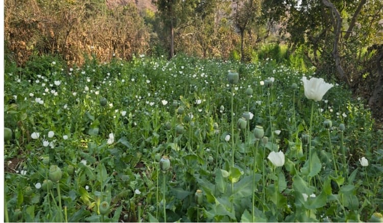 Sirohi News: Ganja And Opium Cultivated Amid Fennel Crop, Over 58 ...