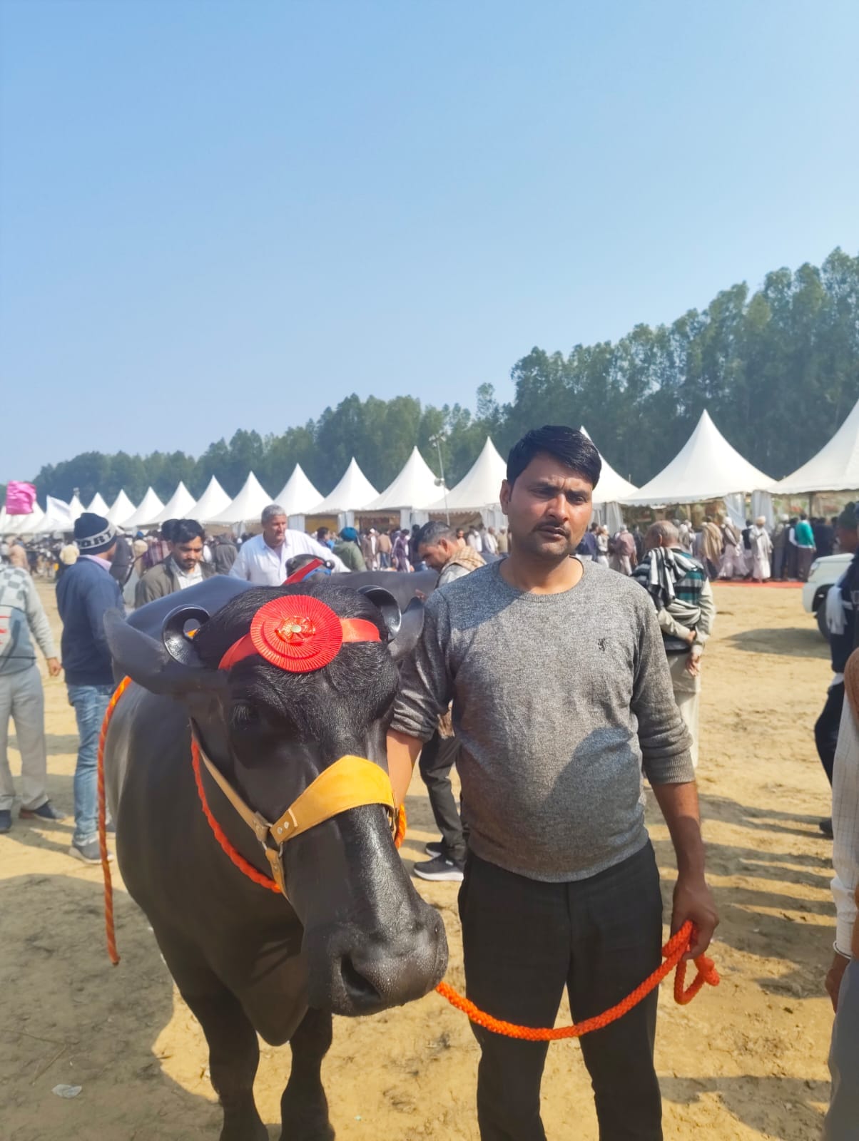 Indrajeet's Murrah Buffalo Radharani And Rakesh's Nukri Mare Meera ...