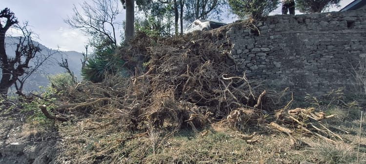Forest Department Seized Three And A Half Quintals Of Illegally Stored ...