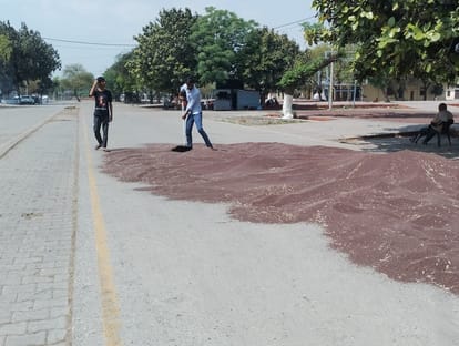 Incomplete Preparations For Rabi Season Procurement, Claims Fulfilled ...