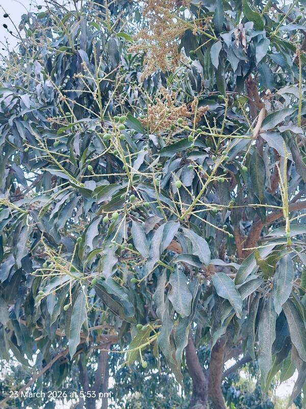 Tikora Blooms In The Garden, A Smile Of Hope On The Faces Of Gardeners ...