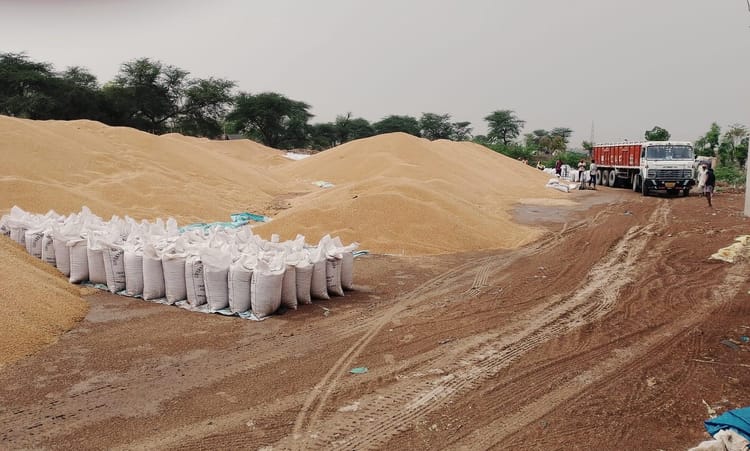 Wheat In The Open... Drops Fell Like Flames - Sirsa News - Sirsa News ...