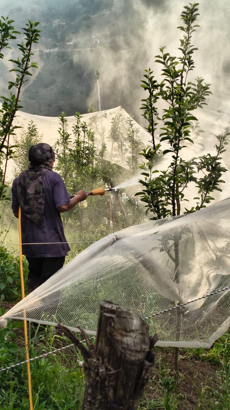 Fruit Borer Infestation In Apple Orchards - Rampur Bushahar News ...