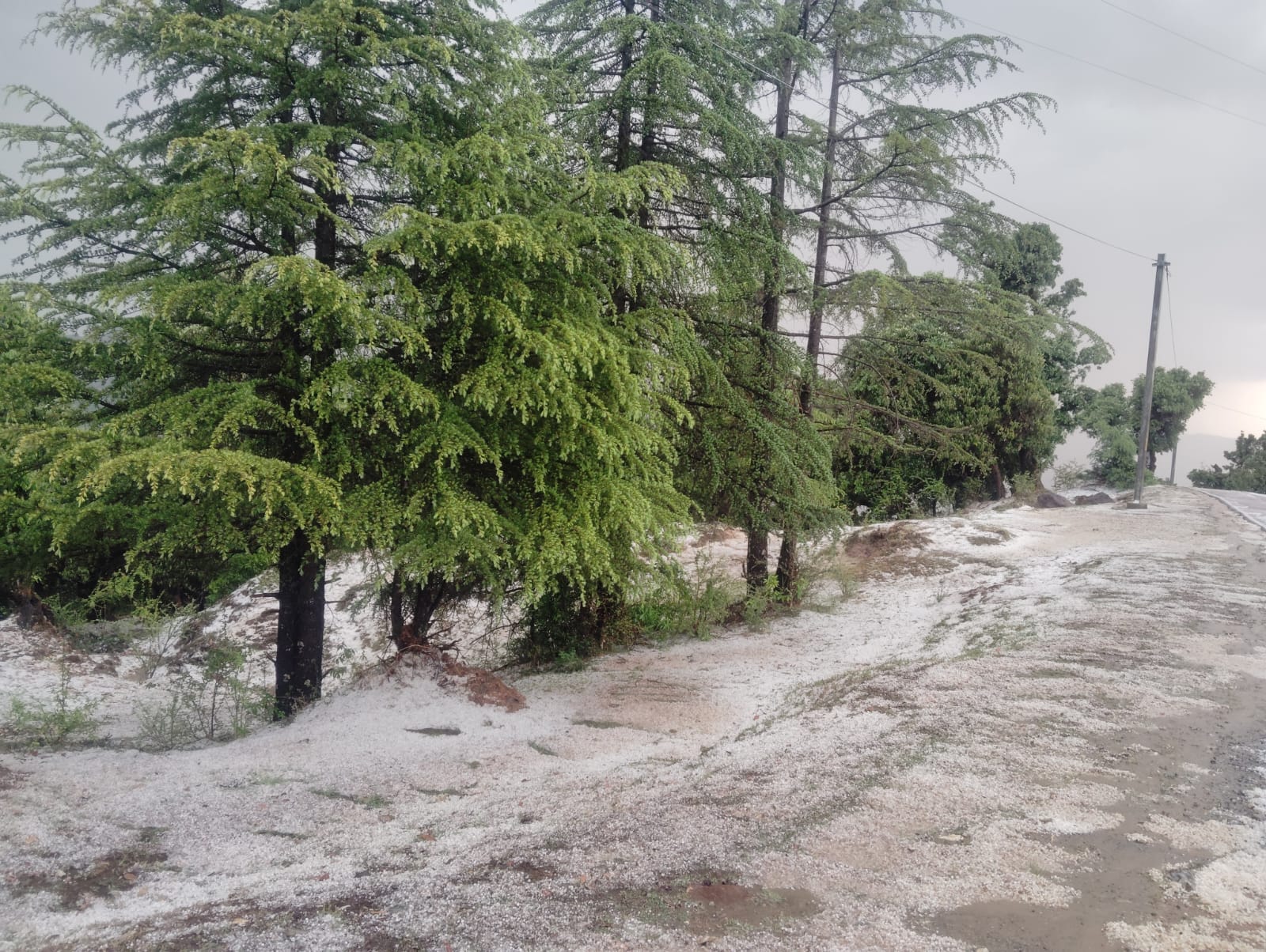 Rain Effected Crops - Sirmour News - Sirmour News:सिरमौर में झमाझम ...