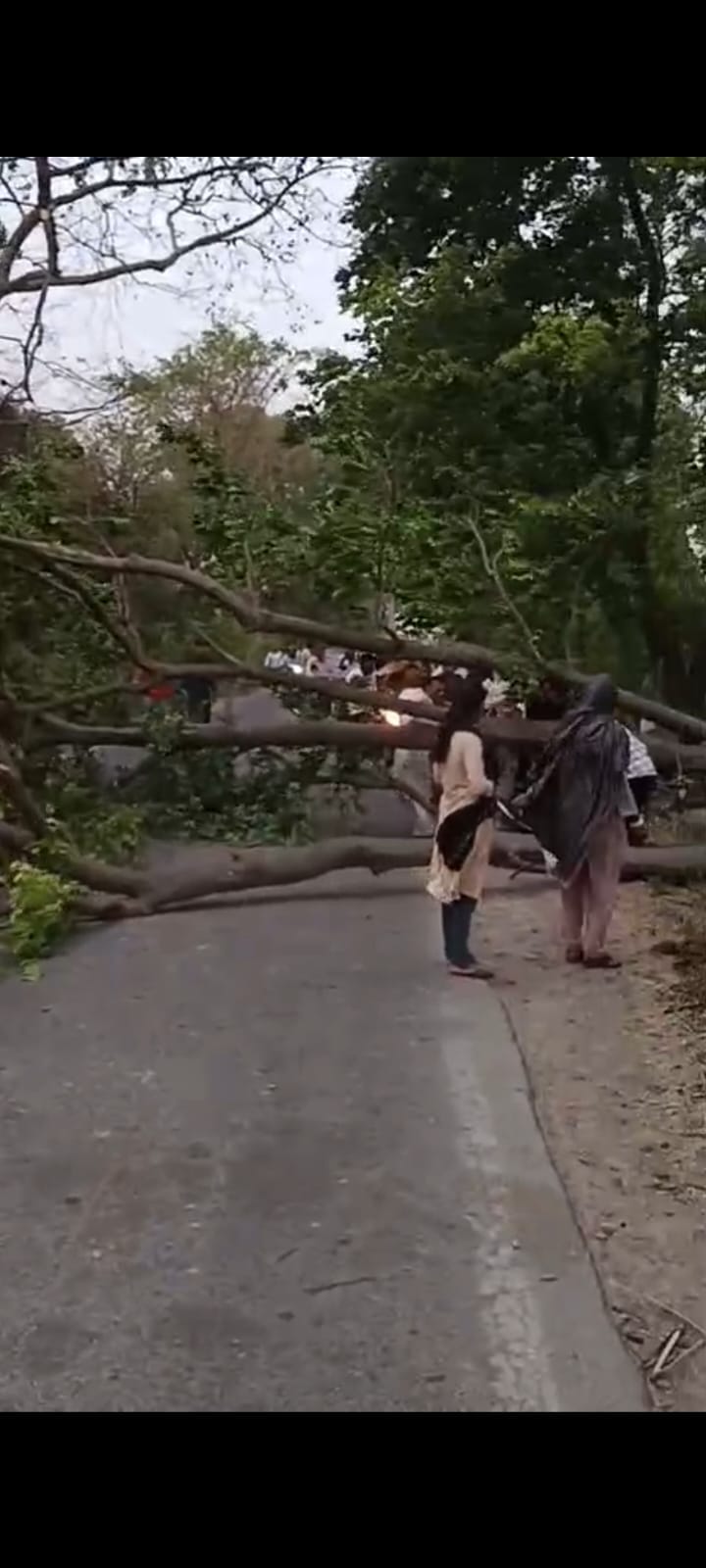 Fallen Tree Blocks The Road - Meerut News - Meerut News:पेड़ गिरने से ...