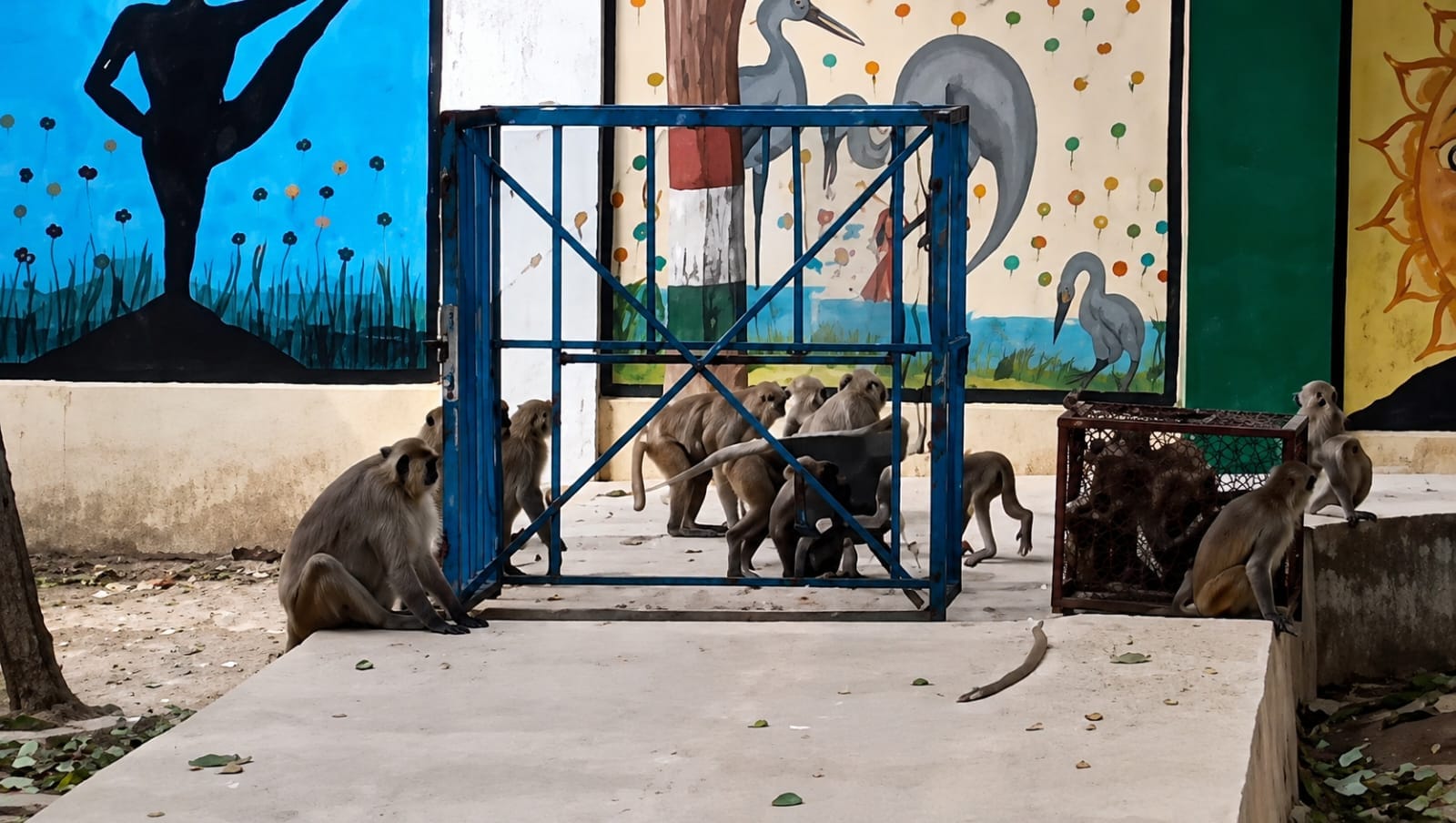 Campaign Launched Against Monkeys, 50 Caught - Auraiya News - Auraiya ...