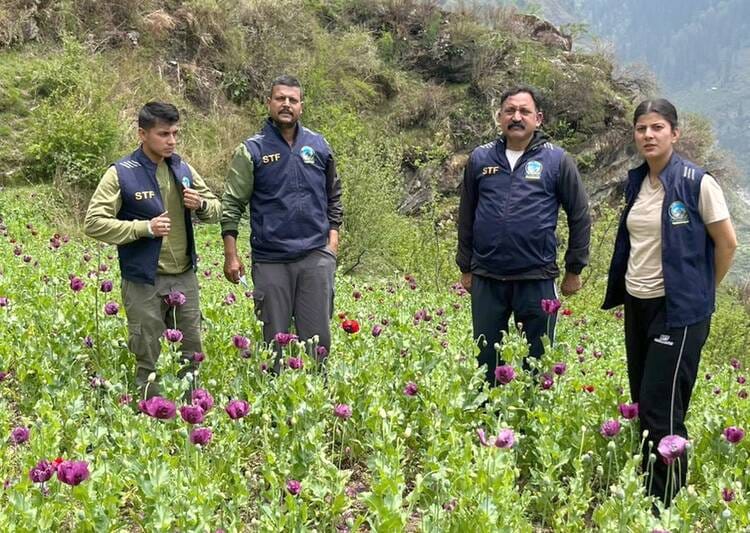 1,32,787 Opium Plants Recovered In Bathahar - Kullu News - Kullu News ...