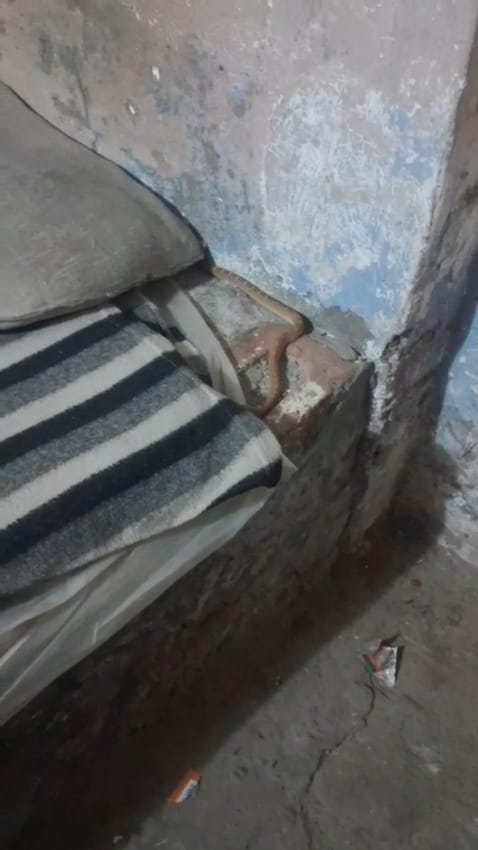 Panic Due To Snake In The Watchman's Room Of Canal Colony - Kaithal ...