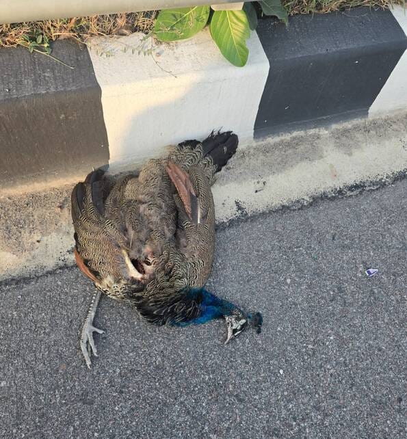 Peacock Killed After Being Struck By Unidentified Vehicle - Lucknow ...
