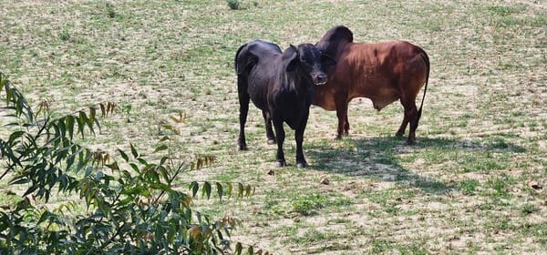 Passersby Troubled By The Terror Of The Bull - Aligarh News - Aligarh ...