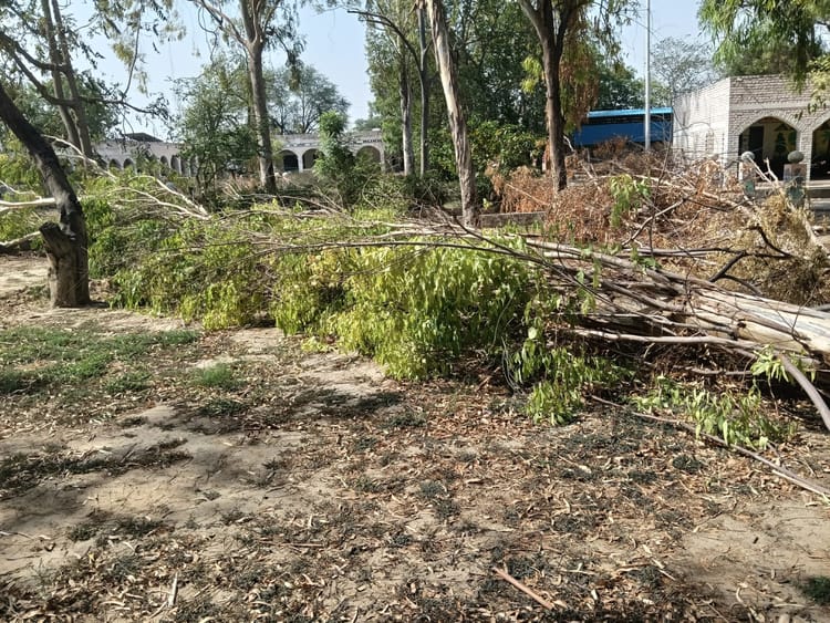 Tree Fell In School Campus - Sirsa News - Sirsa News:स्कूल में 90 फीट ...