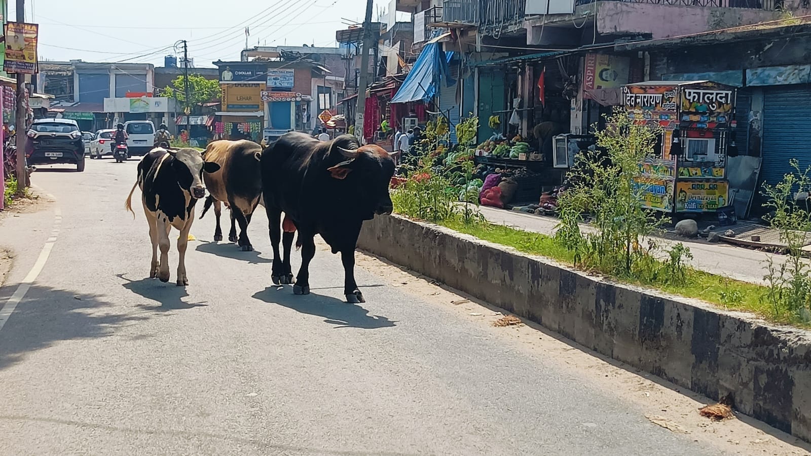 Stray Animals Become The Cause Of Accidents In Barthi - Bilaspur News ...