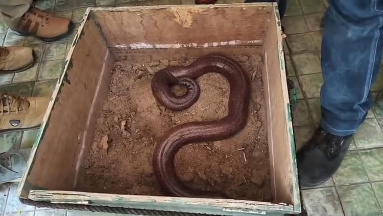 Ujjain News: 5 Arrested For Red Sand Boa Smuggling Linked To ...