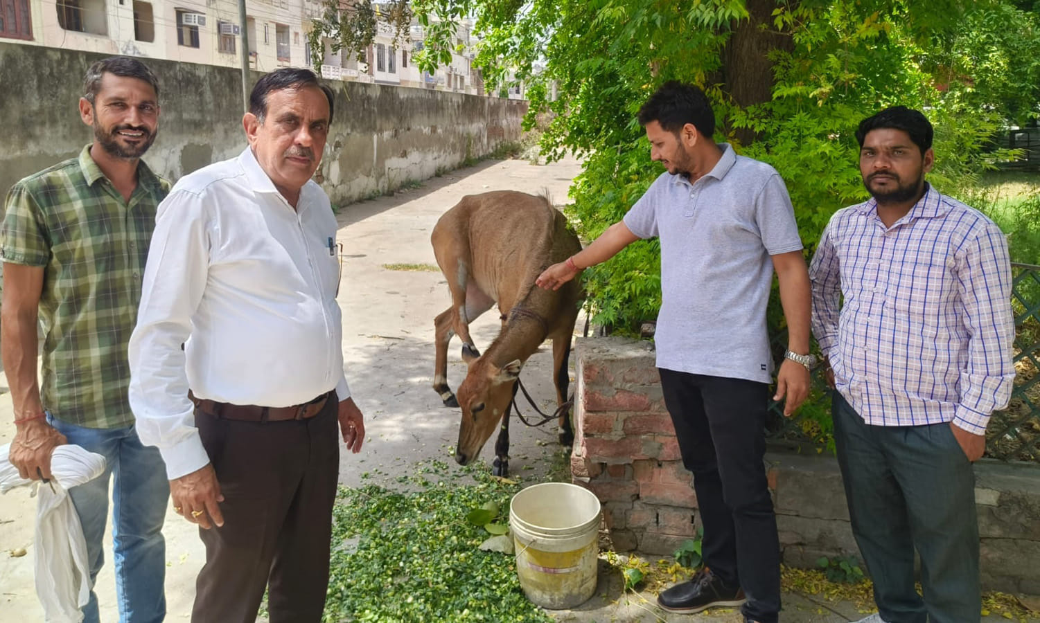 Nilgai Released Into Protected Forest - Kaithal News - Kaithal News ...