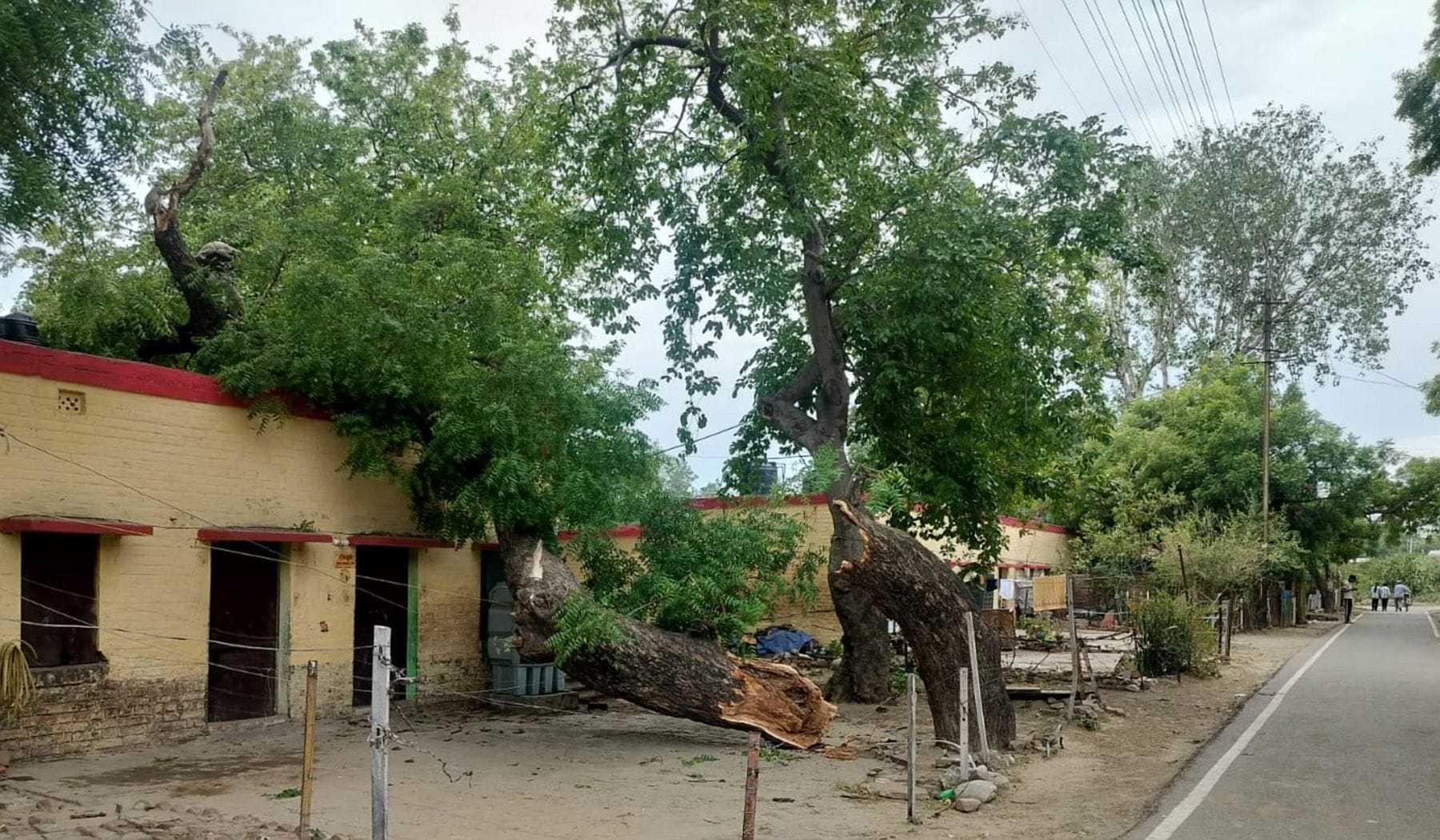 Decades-old Trees And 50 Poles Fell In Tundla. - Firozabad News ...