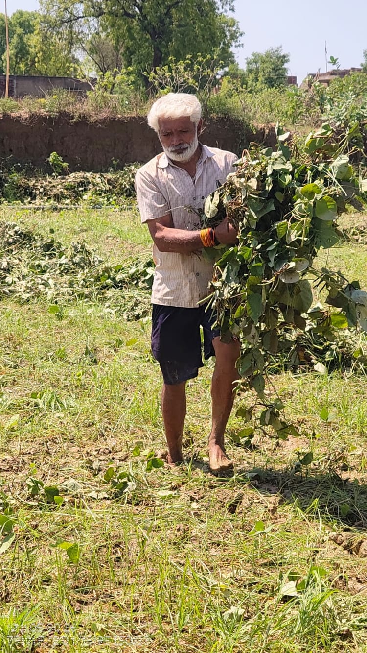 Rain Destroys Urad-mung Crop - Auraiya News - Auraiya News:बारिश से ...
