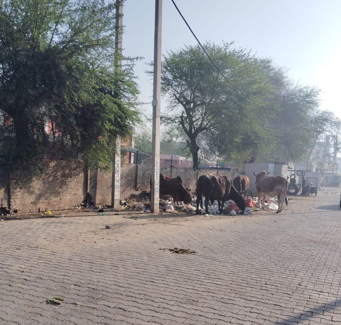 Stray Animals Camp On The Streets Of Ratia - Fatehabad News - Fatehabad ...