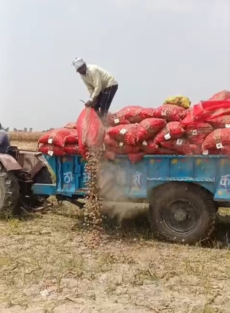 They Were Destroyed When The Stench Spread. - Aligarh News - आलू:मुनाफा ...