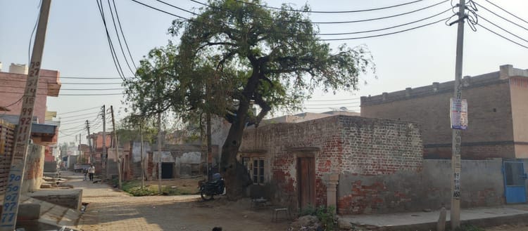 In Pauli Village, A 600-year-old Jhand Tree Remains Lush Green To This ...