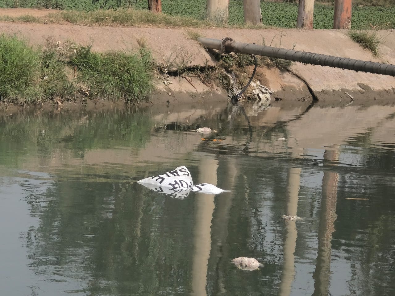 Over 300 Dead Chickens Dumped In Balsamand Minor, Irrigation Department ...