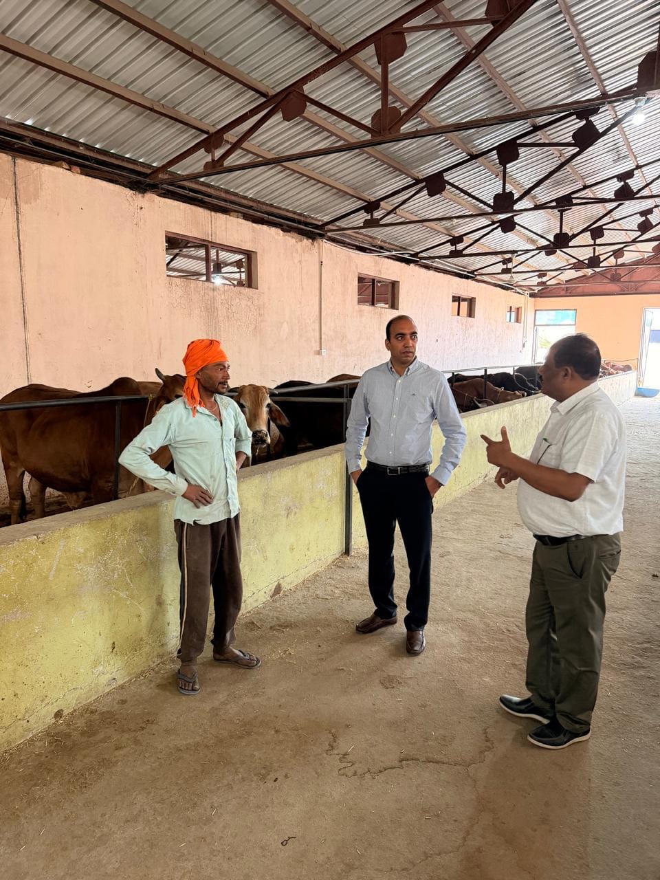 Stray Cattle Will No Longer Be Seen On The Roads Of Palampur. - Kangra ...
