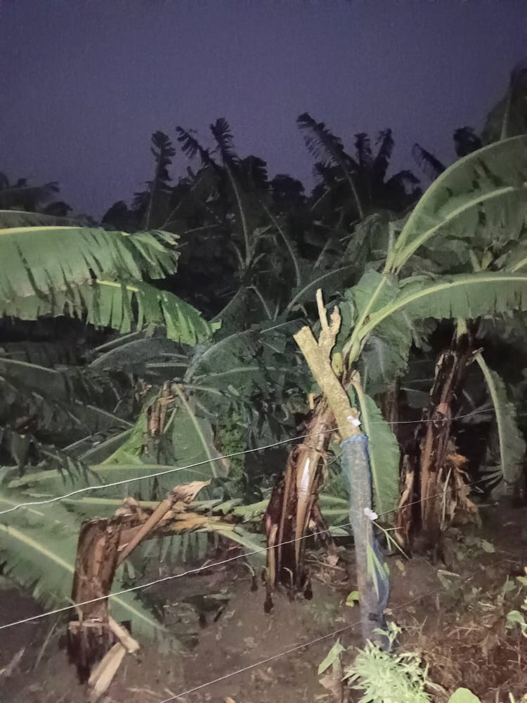 Banana Crop Destroyed By Cyclonic Storm; Farmers' Capital Lost ...