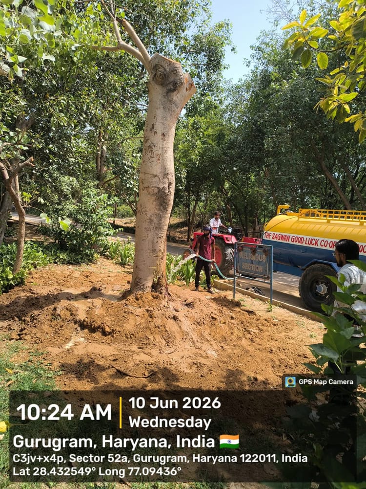 Giving New Life To Trees Uprooted By Storm - Gurugram News - Gurugram ...