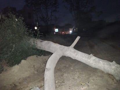 Forest Department Trees Were Cut Under The Cover Of Storm - Sonipat ...