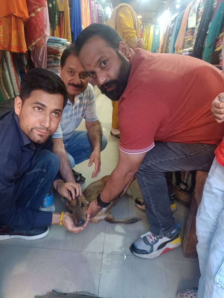 Fawn Strays From Forest Into Market; Rescued. - Mandi News - Mandi News ...