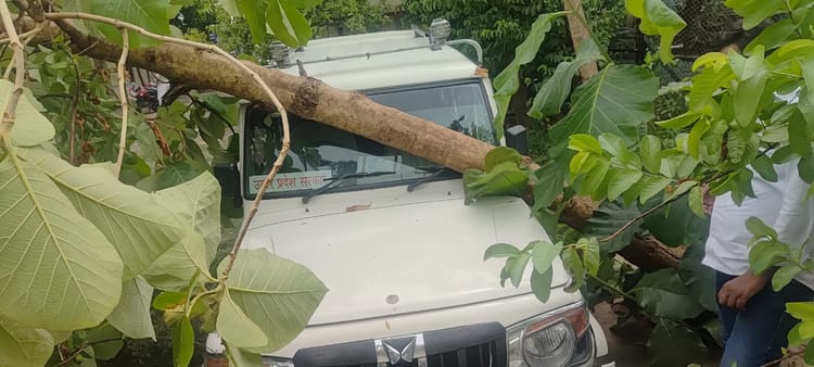 Storm Hits With 68 Km/h Winds; Trees Fall On Three Transformers ...
