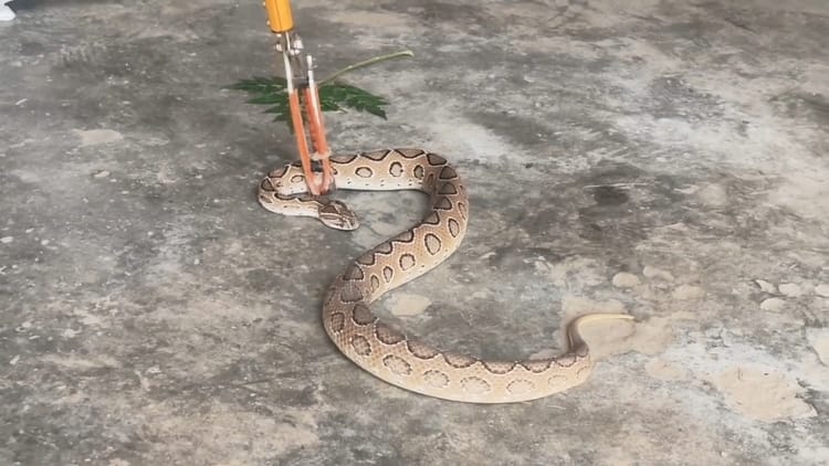 Daboya Snake Found In Electricity Corporation's Storeroom - Yamuna ...