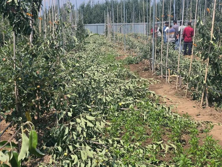 Srinagar, 500 Trees Cut, Apple, Loss Of 25 Lakh Rupee, Kulgam ...