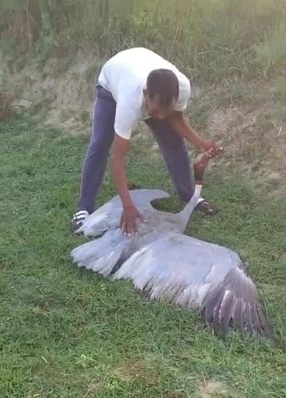 State Bird Sarus Crane Injured By High-tension Line Shock. - Etah News ...
