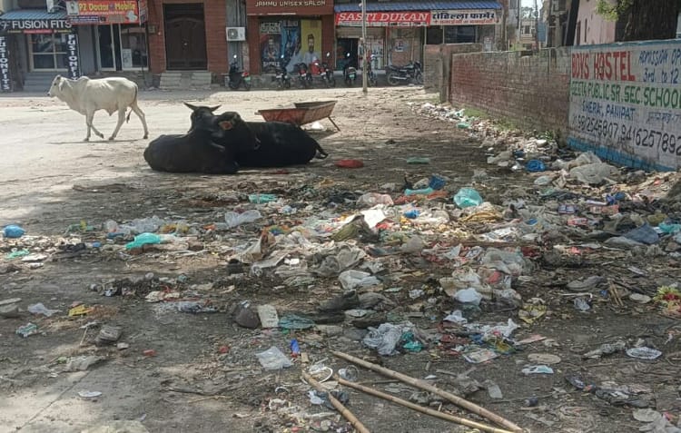 Problem Of Stray Cattle Escalates In Israna; Demand Raised For The ...