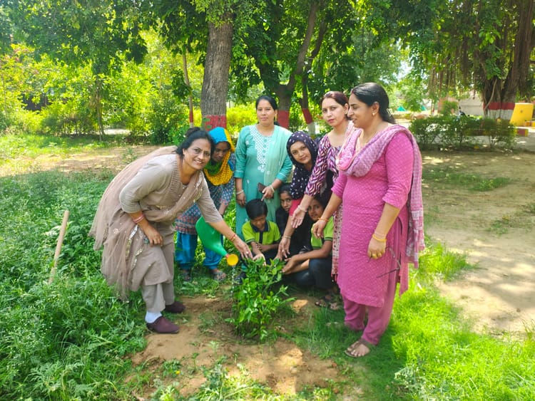 Pledged To Adopt And Care For A Sapling Dedicated To One's Mother ...