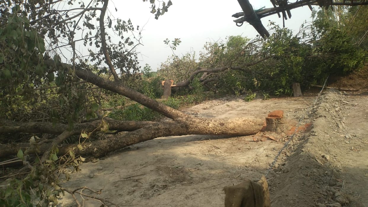 Video Of 23 Green Trees Being Cut Down Without Permission Goes Viral ...