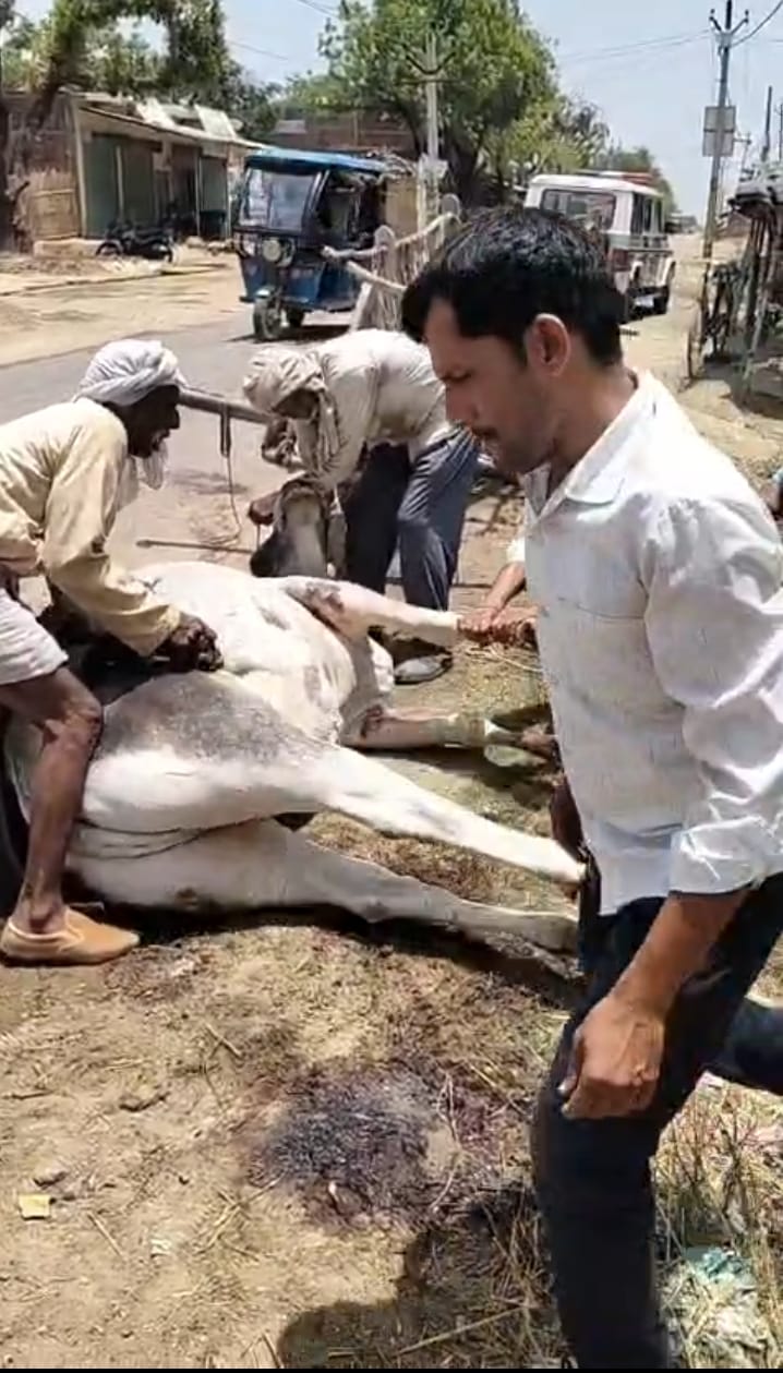 Bullock Cart Damaged And Bull's Leg Broken After Collision With ...