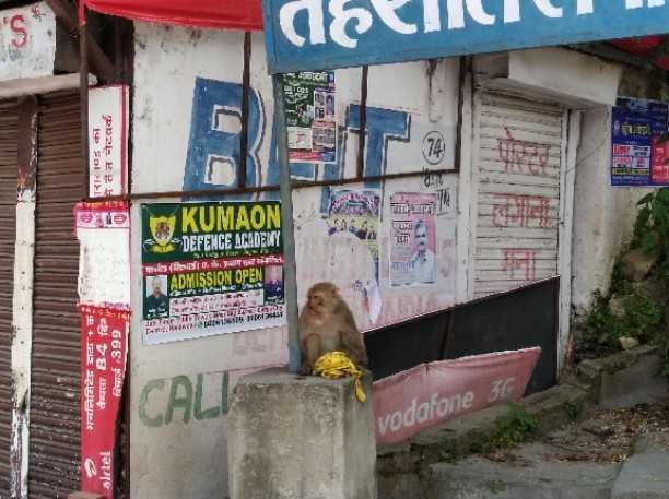 Monkey Panic Increased In Lockdown - - लॉकडाउन में और बढ़ा बंदरों का आतंक