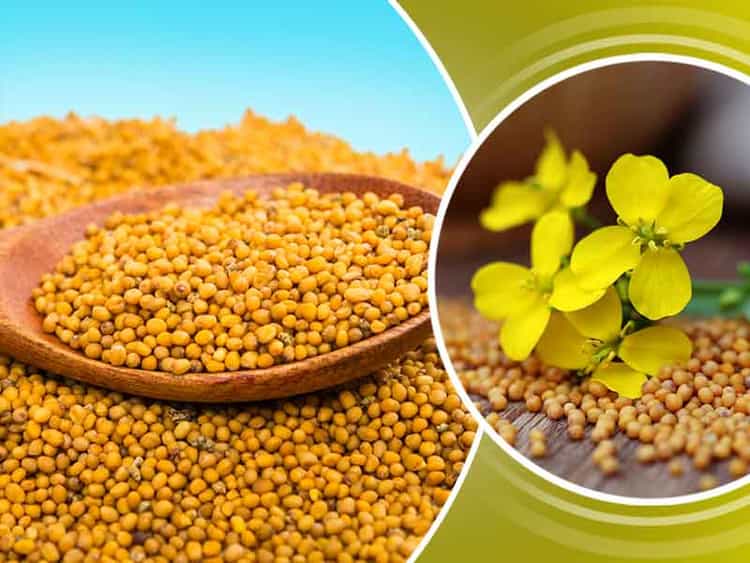 Read The Benefits And Remedies Of Yellow Mustard For Happy And ...
