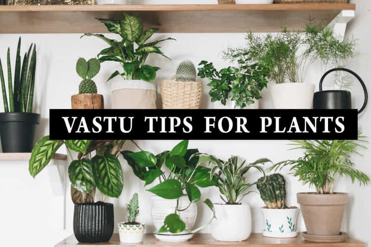 Know The Plants Which Are Inappropriate To Be Placed At Home - My Jyotish