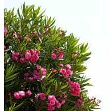 kaner Flower| Its Importance And Significance In Getting Maa Lakshmi's ...